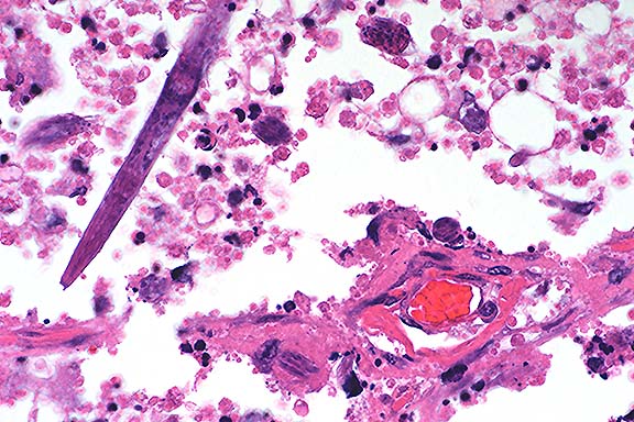 98 AFIP Vet Path WSC 1